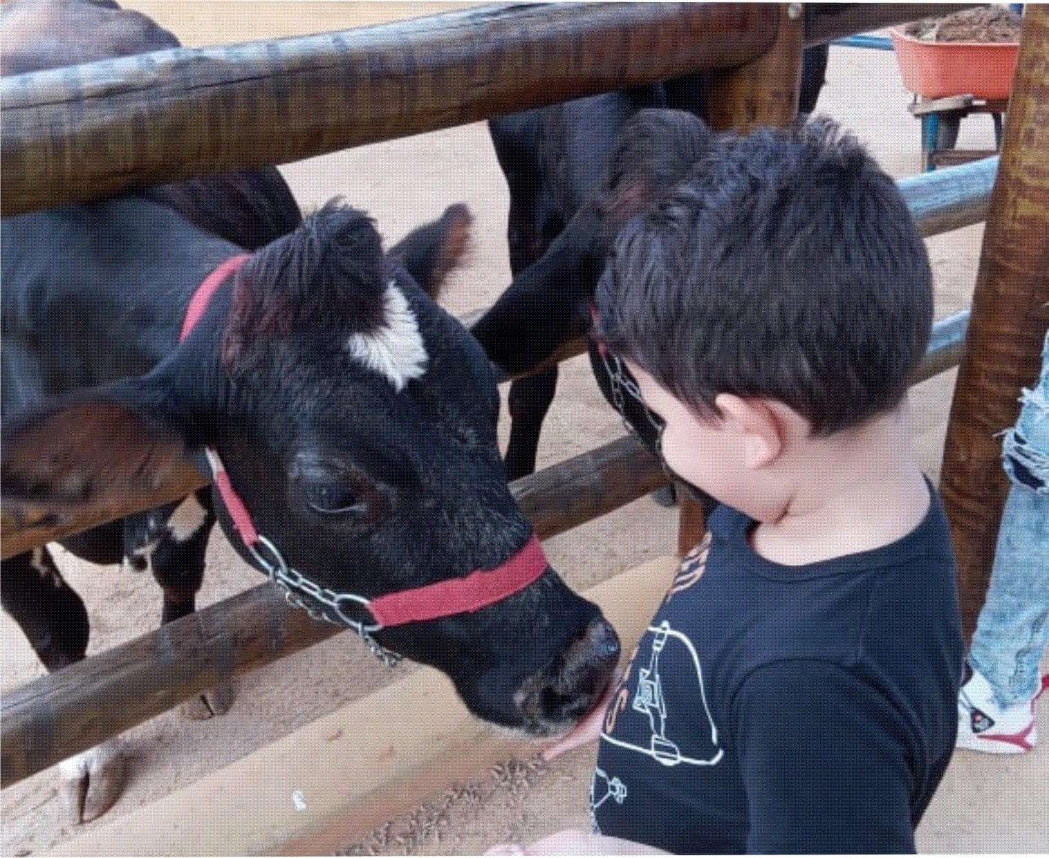 PET ZOO aproxima as crianças aos bichos da fazenda - Revista Marco Zero